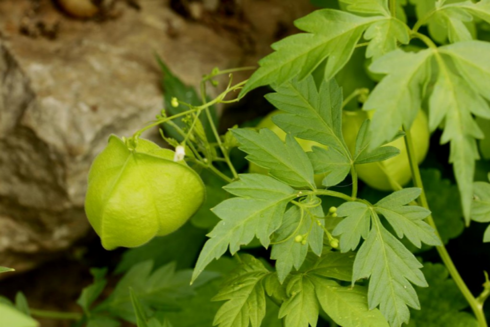Cardiospermum halicacabum (Balloon vine) Identification and Uses ...