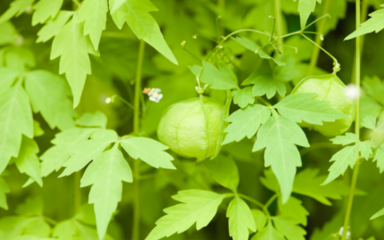 Cardiospermum halicacabum (Balloon vine) Identification and Uses ...