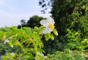 20 Common Weeds in Kentucky: Pictures and Elimination Techniques ...