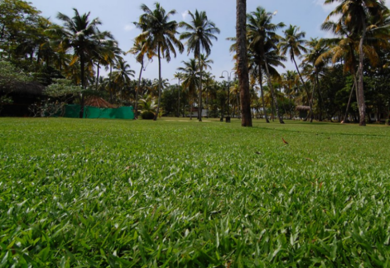 Southern Grass Varieties With Pictures - InsightWeeds