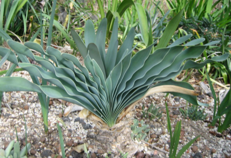 Boophone disticha (Century Plant, Tumbleweed) - InsightWeeds