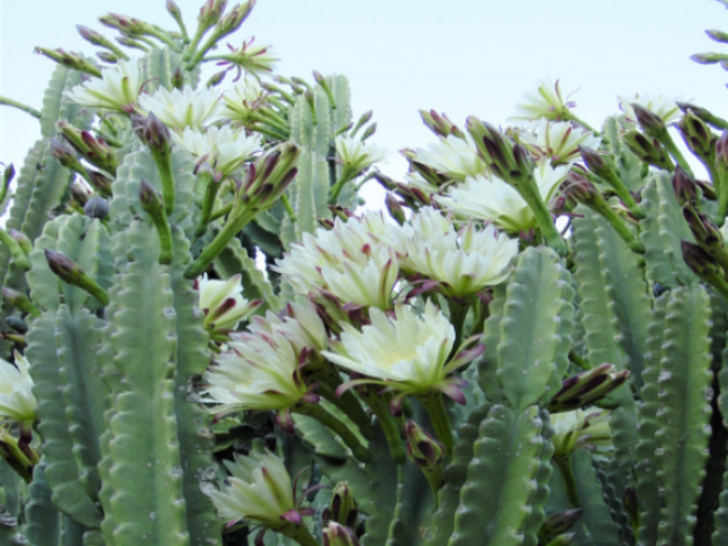 7 Types of Cactus That Produce Beautiful White Flowers - InsightWeeds
