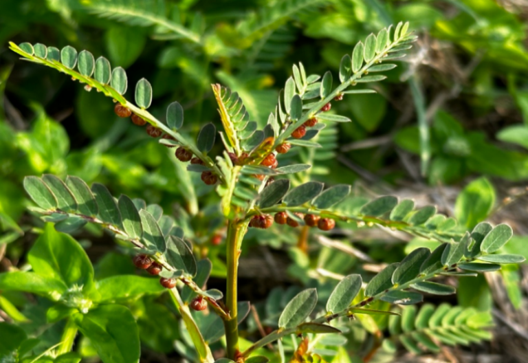 Phyllanthus urinaria (Chamber Bitter, Gripeweed) - InsightWeeds