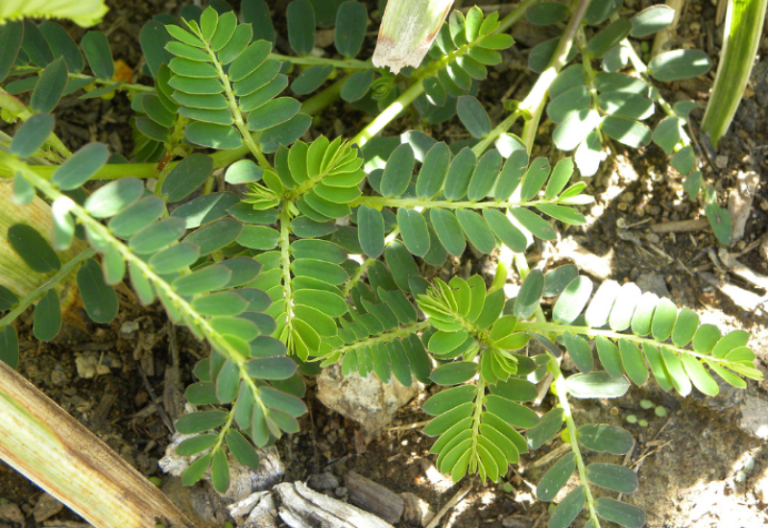 List of Weeds You’re Likely to Find in Georgia, USA - InsightWeeds