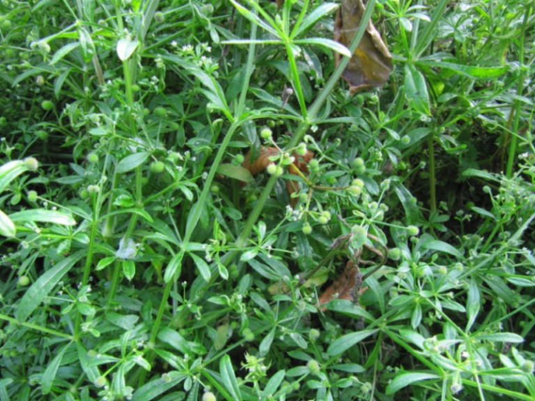 What Are Those Little Green Seeds That Stick To Your Clothes ...