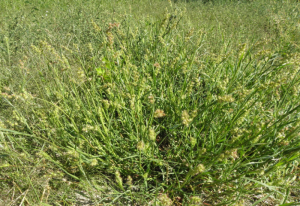 Cenchrus spinifex (Sandbur weed) - InsightWeeds