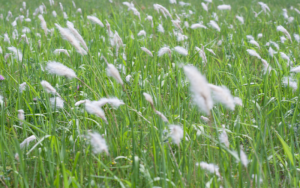 Cogon Grass (Imperata cylindrica) - InsightWeeds