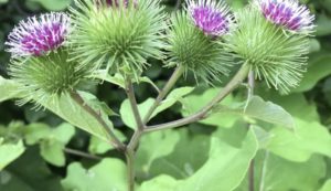 20 weeds with huge leaves you may find in your garden - InsightWeeds