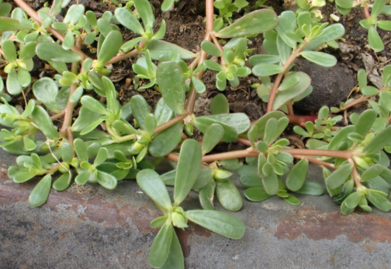 20 Common Weeds in Ontario, CA, With Pictures and Scientific Names ...