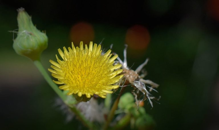 20 common weeds with yellow flowers - InsightWeeds