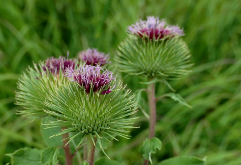 15 Common Weeds in Minnesota With Control Methods - InsightWeeds