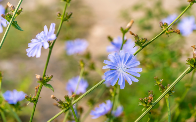 20 Common Weeds in Kentucky: Pictures and Elimination Techniques ...