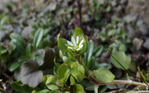 20 Most Common Weeds in Texas - InsightWeeds