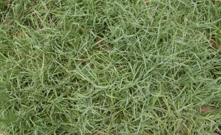 20 types of grass and their scientific names - InsightWeeds