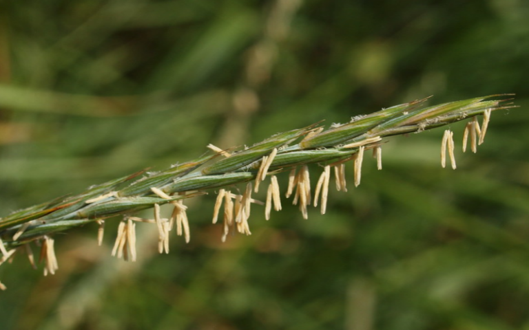 Elymus repens (Quackgrass, Common Couch, Twitch) - InsightWeeds