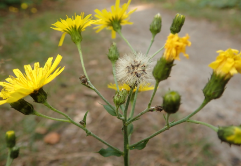 Weeds That Look Like Dandelions - InsightWeeds