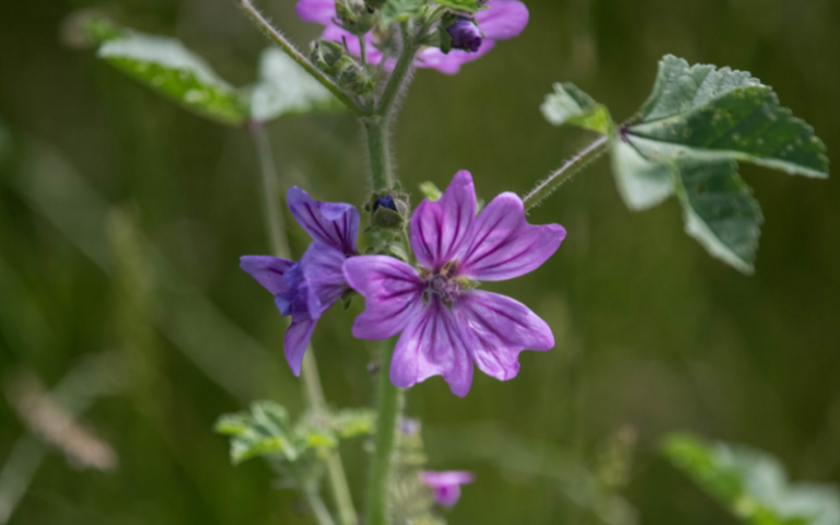15 Common Weeds in Minnesota With Control Methods - InsightWeeds