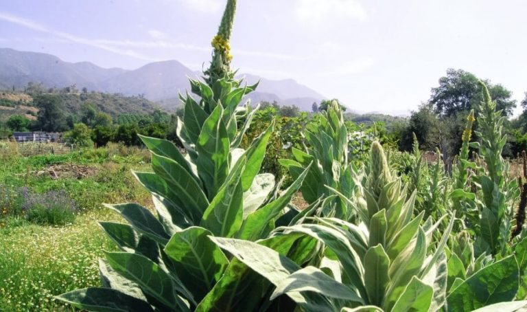 15 tall weeds with thick stalks you may find in your garden - InsightWeeds