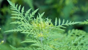 20 Most Common Weeds in Texas - InsightWeeds
