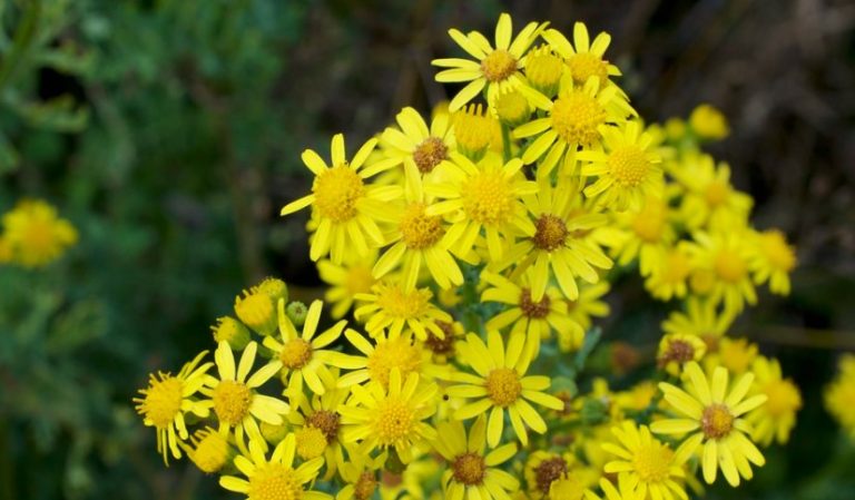 20 common weeds with yellow flowers - InsightWeeds