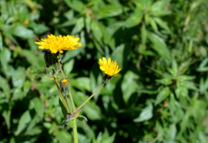 20 Common Weeds in Alabama and Ways To Get Rid of Them - InsightWeeds