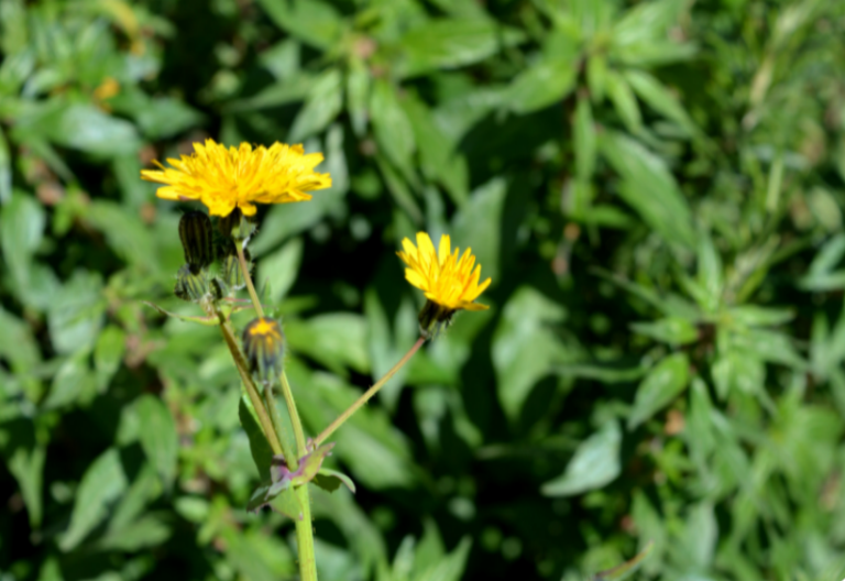 20 Common Weeds in Alabama and Ways To Get Rid of Them - InsightWeeds