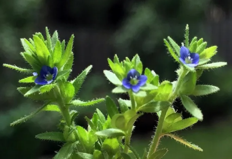 List of Weeds With a Fuzzy Top - InsightWeeds