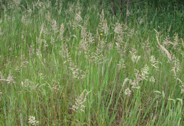 20 Common Weeds in Kentucky: Pictures and Elimination Techniques ...