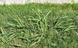 10 common weeds in New England and removal tips - InsightWeeds