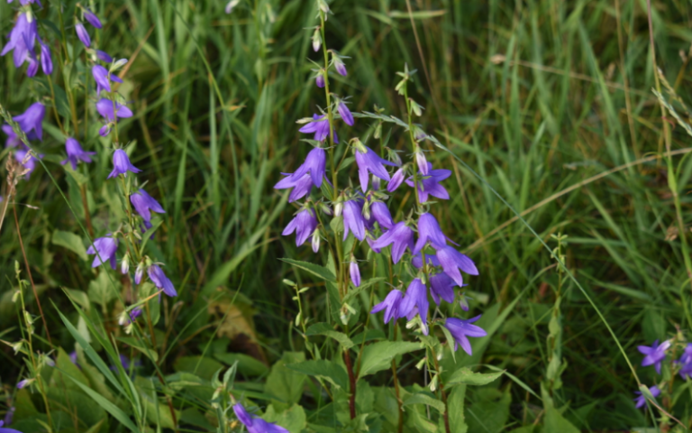 20 Common Weeds in Alberta, CA, You’re Likely to Find in Your Garden ...