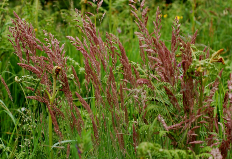 Common Red Weeds You’ll Likely Find in Lawn Grass - InsightWeeds