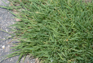 15 Common Weeds in Minnesota With Control Methods - InsightWeeds