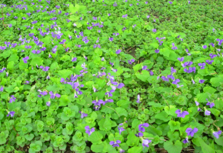 Quick Ways to Keep Creeping Charlie Out of Your Yard - InsightWeeds Quick Ways to Keep Creeping Charlie Out of Your Yard - InsightWeeds