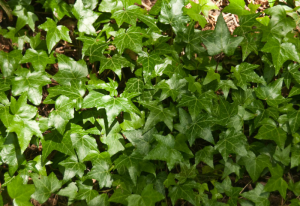 Hedera helix (English Ivy) - InsightWeeds