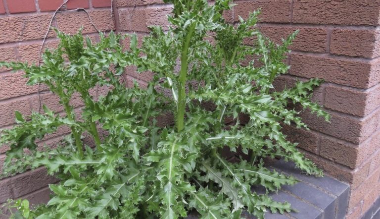 15 tall weeds with thick stalks you may find in your garden - InsightWeeds