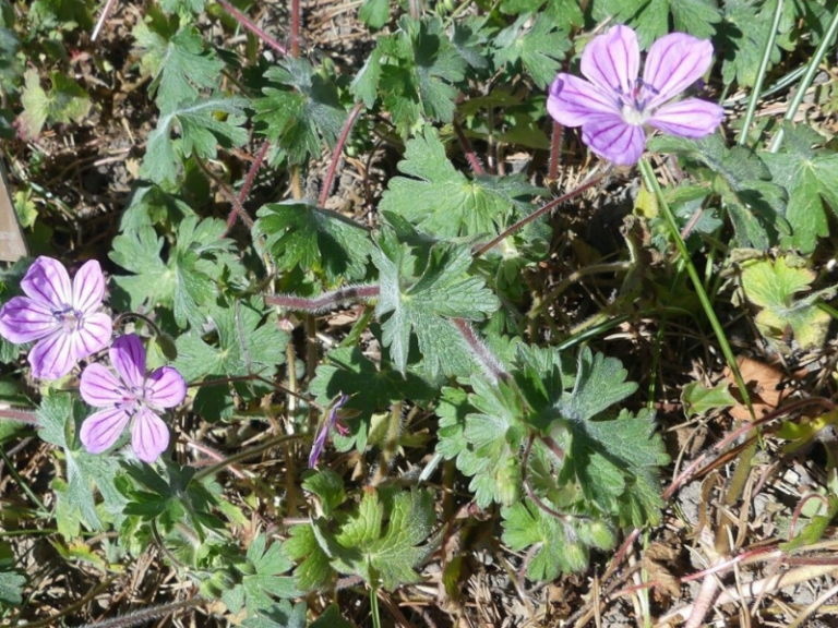 Geranium albanum (Crested or Albanian Cranesbill) - InsightWeeds