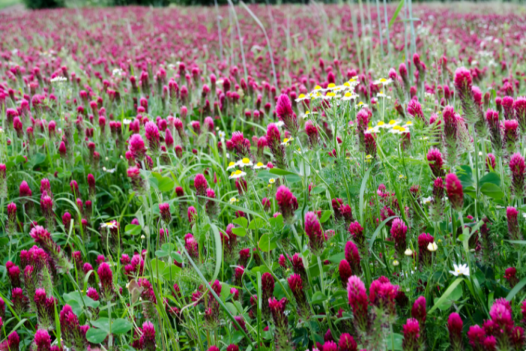 Dealing With a Crimson Clover Invasion Might Be Easier Than You Think ...