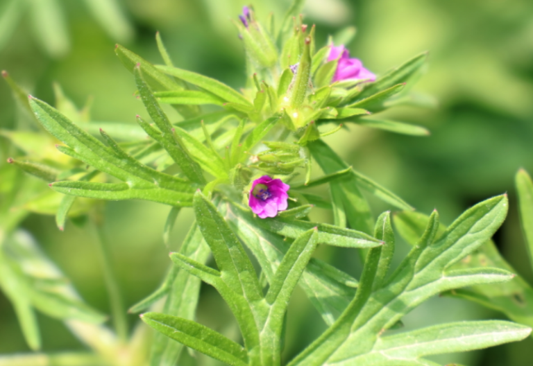 Geranium dissectum (Cut-Leaved Cranes Bill) - InsightWeeds