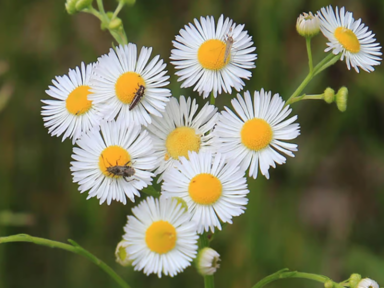 List of Weeds That Look Like Daisies - InsightWeeds