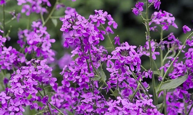 20 weeds with huge leaves you may find in your garden - InsightWeeds