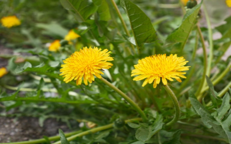 20 Common Weeds in Alberta, CA, You’re Likely to Find in Your Garden ...