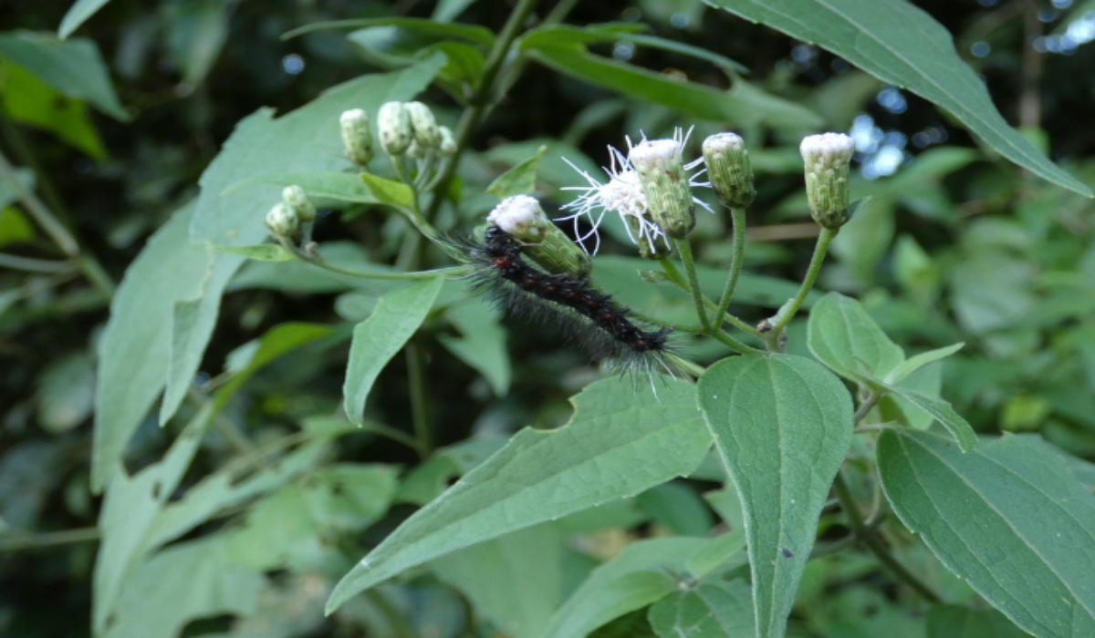 Chromolaena odorata (Devil Weed) - InsightWeeds