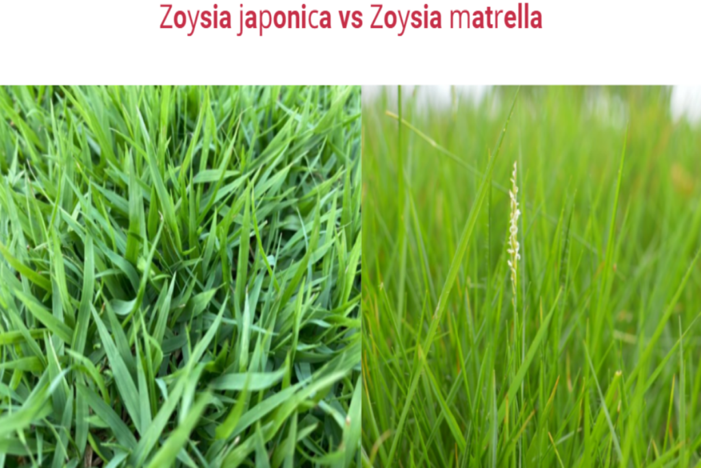 Differences Between Zoysia japonica and Zoysia matrella - InsightWeeds