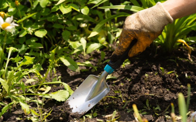 How To Get Rid of Hitchhiker Weeds: Complete Guide - InsightWeeds