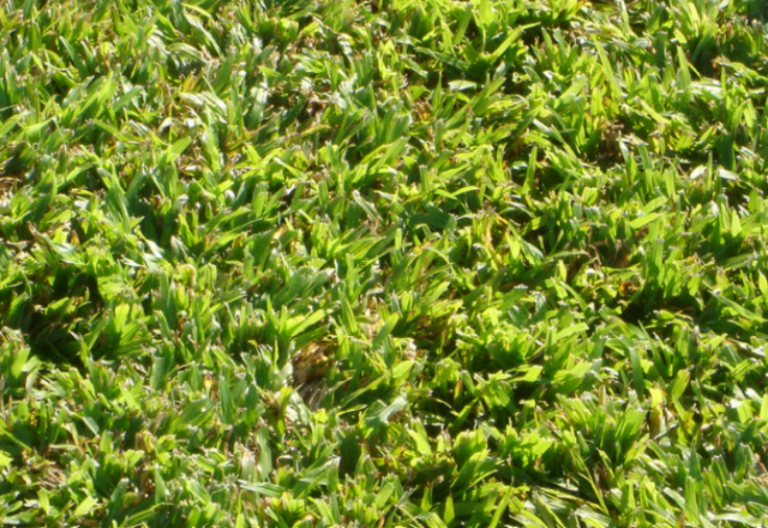 Kikuyu vs Durban Grass: Similarities and Differences - InsightWeeds