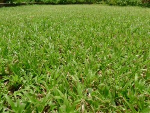 What is Durban Grass? Classification, Uses, Pros, and Cons