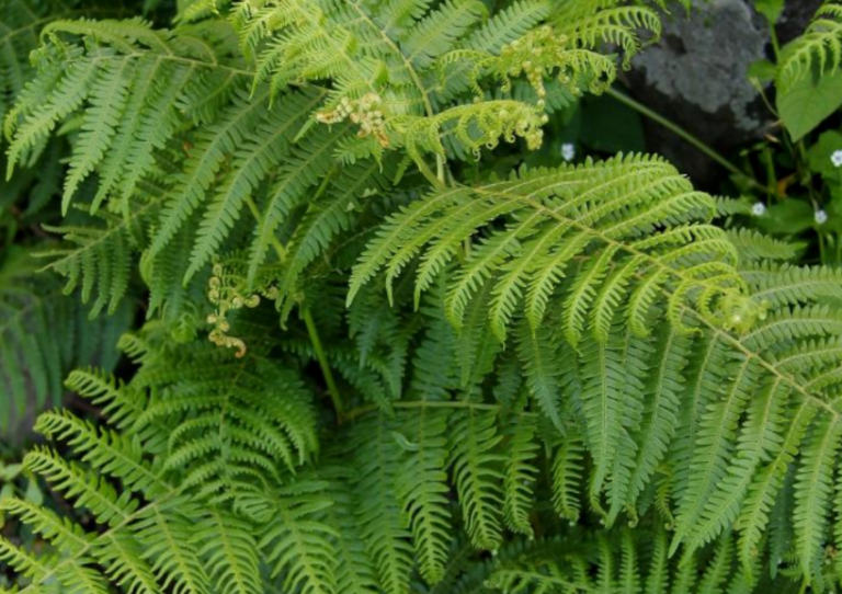 Pteridium aquilinum (Eagle Fern, Common Bracken) - InsightWeeds