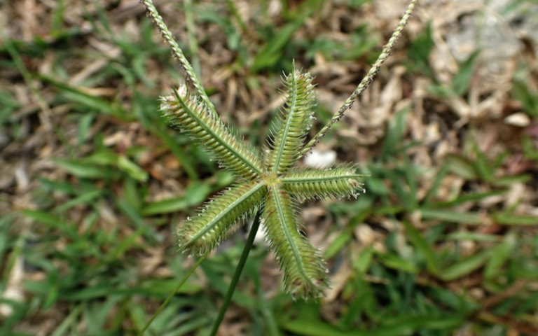 Dactyloctenium Aegyptium (Egyptian Crowfoot) - InsightWeeds