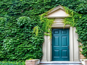 Hedera helix (English Ivy) - InsightWeeds