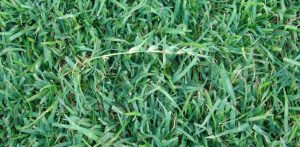 How to get weeds out of centipede grass - InsightWeeds